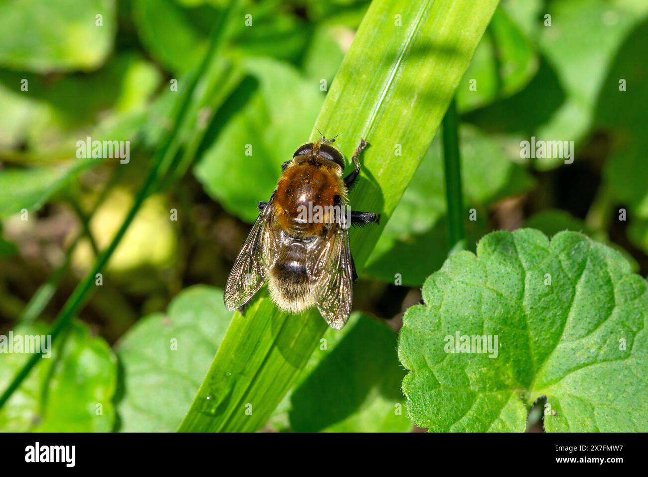 Close up of narcissus bulb fly (Merodon equestris Stock Photo - Alamy