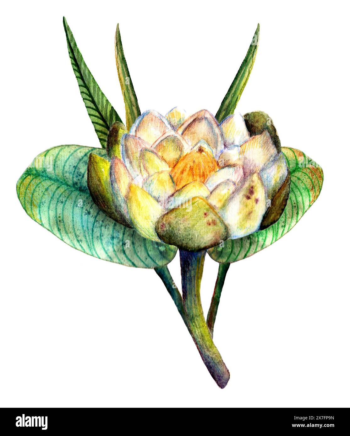 A beautifully handdrawn watercolor painting featuring an Swamp Lily ...