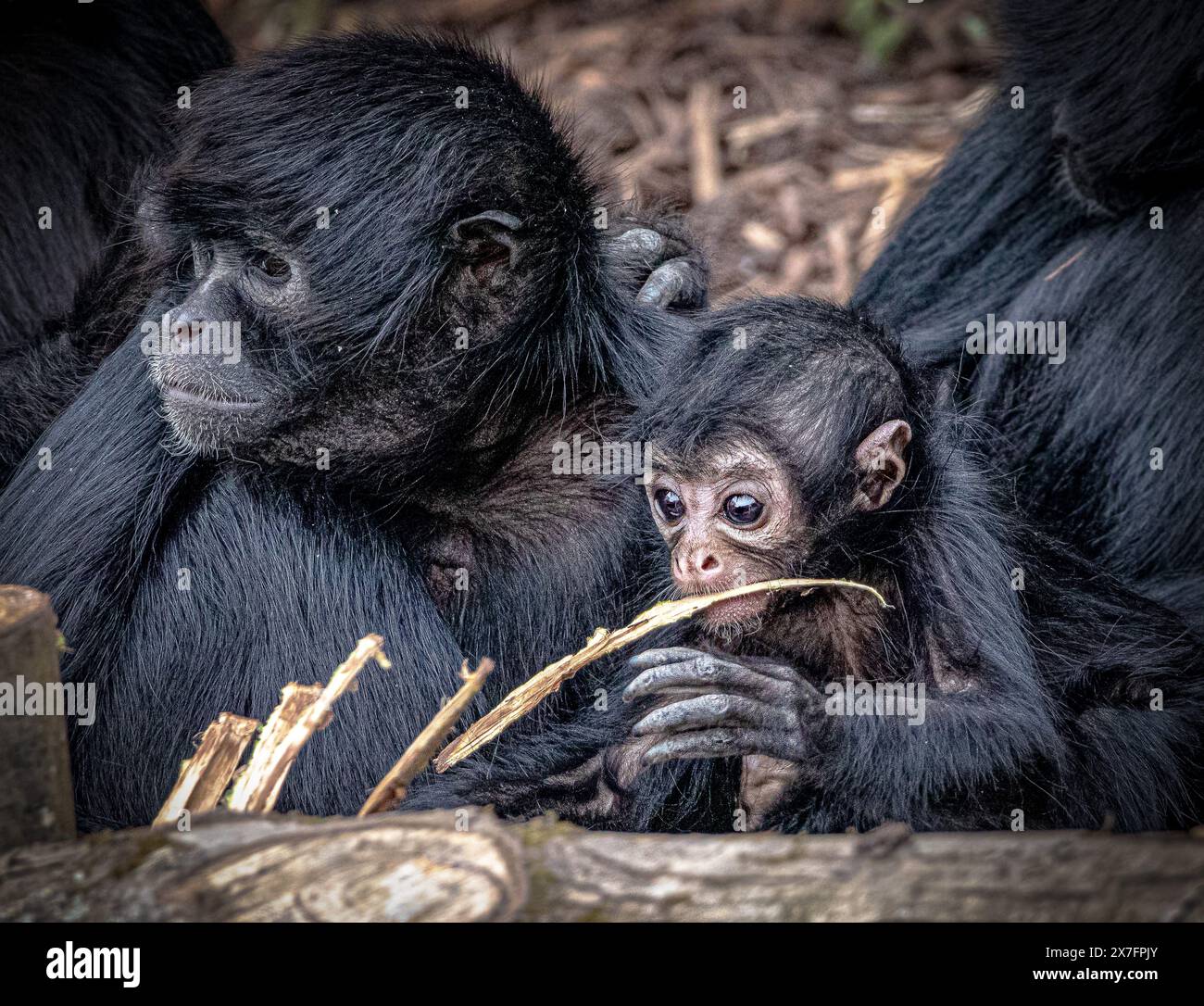 The baby spider monkey sits with the group BLACKPOOL ZOO, ENGLAND ...
