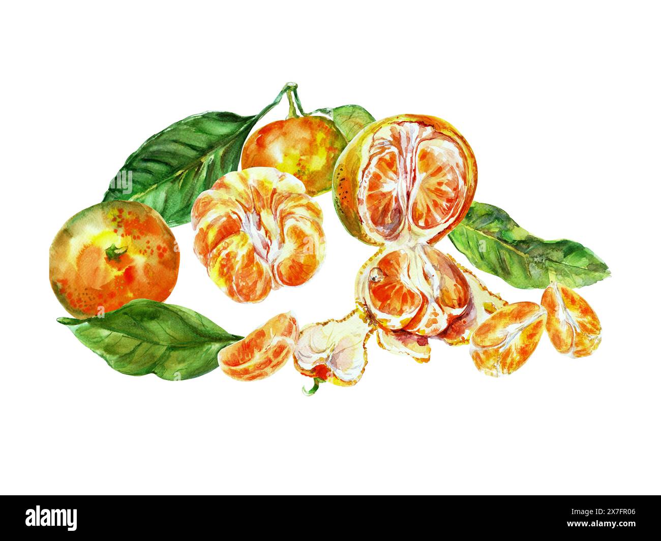 Tangerine painting template of orange fruit with leaves. Watercolor ...