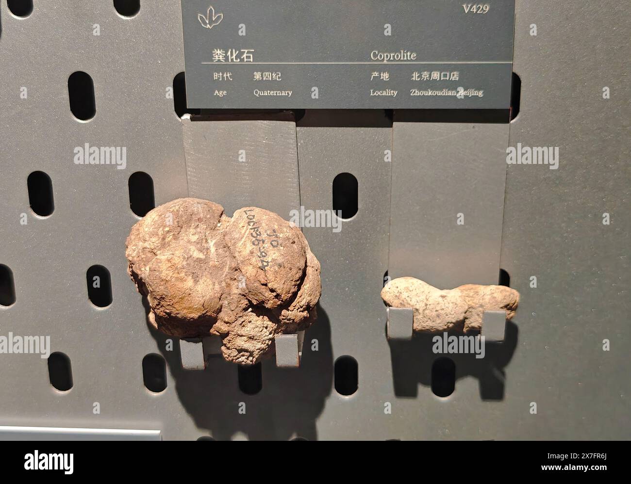 BEIJING, CHINA - MAY 2, 2024 - A fossil skull of Upper Cave Man on ...