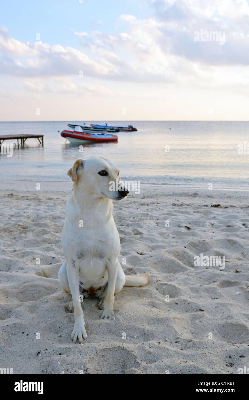 Red dog lodge hi-res stock photography and images - Alamy
