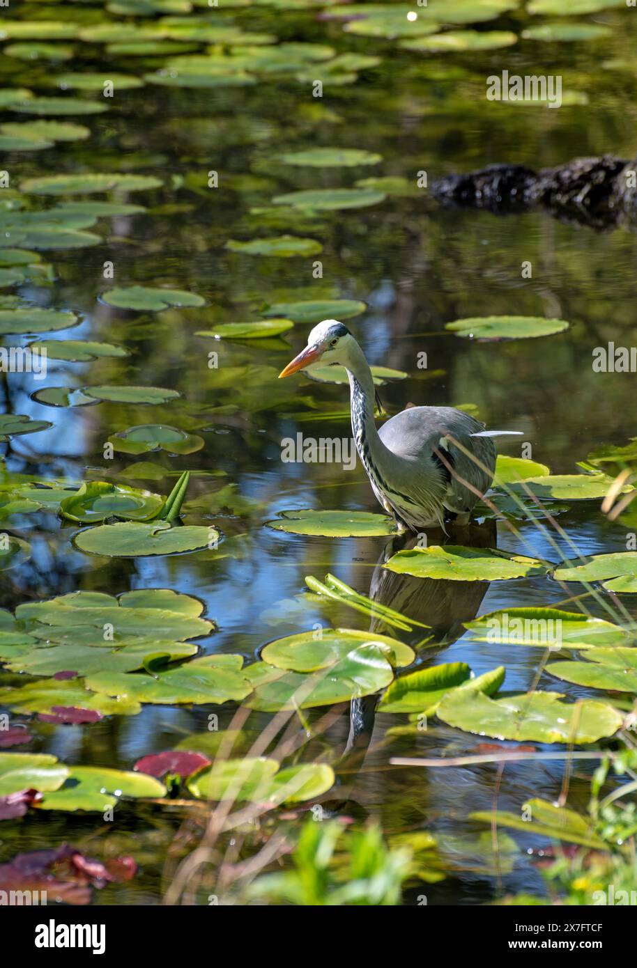 Portrait of Grey Heron (Ardea cinerea) close up, wildlife in Ireland ...