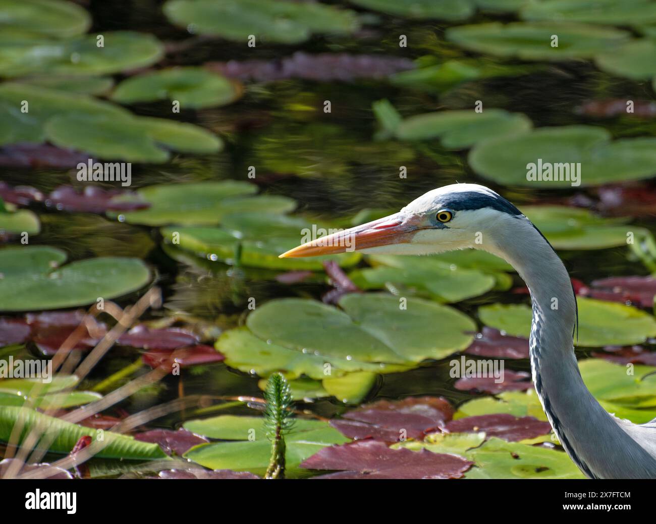 Portrait of Grey Heron (Ardea cinerea) close up, wildlife in Ireland ...
