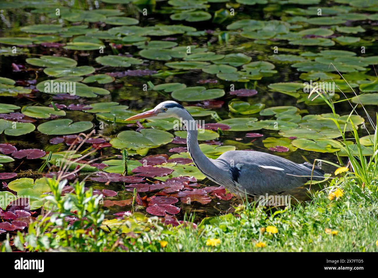 Portrait of Grey Heron (Ardea cinerea) close up, wildlife in Ireland ...