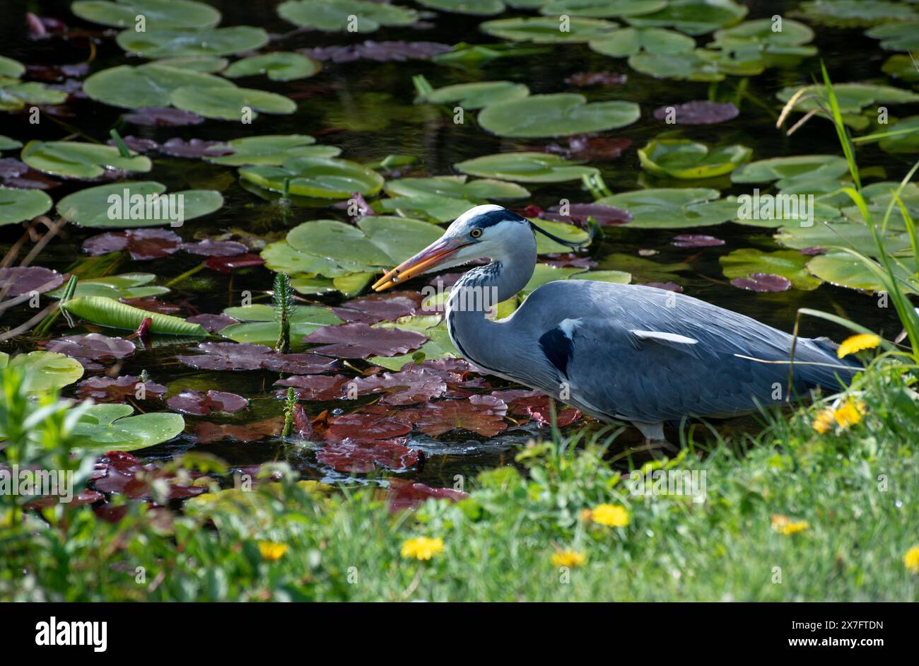 Gray Heron bird with a caught fish in its beak (Ardea cinerea ...