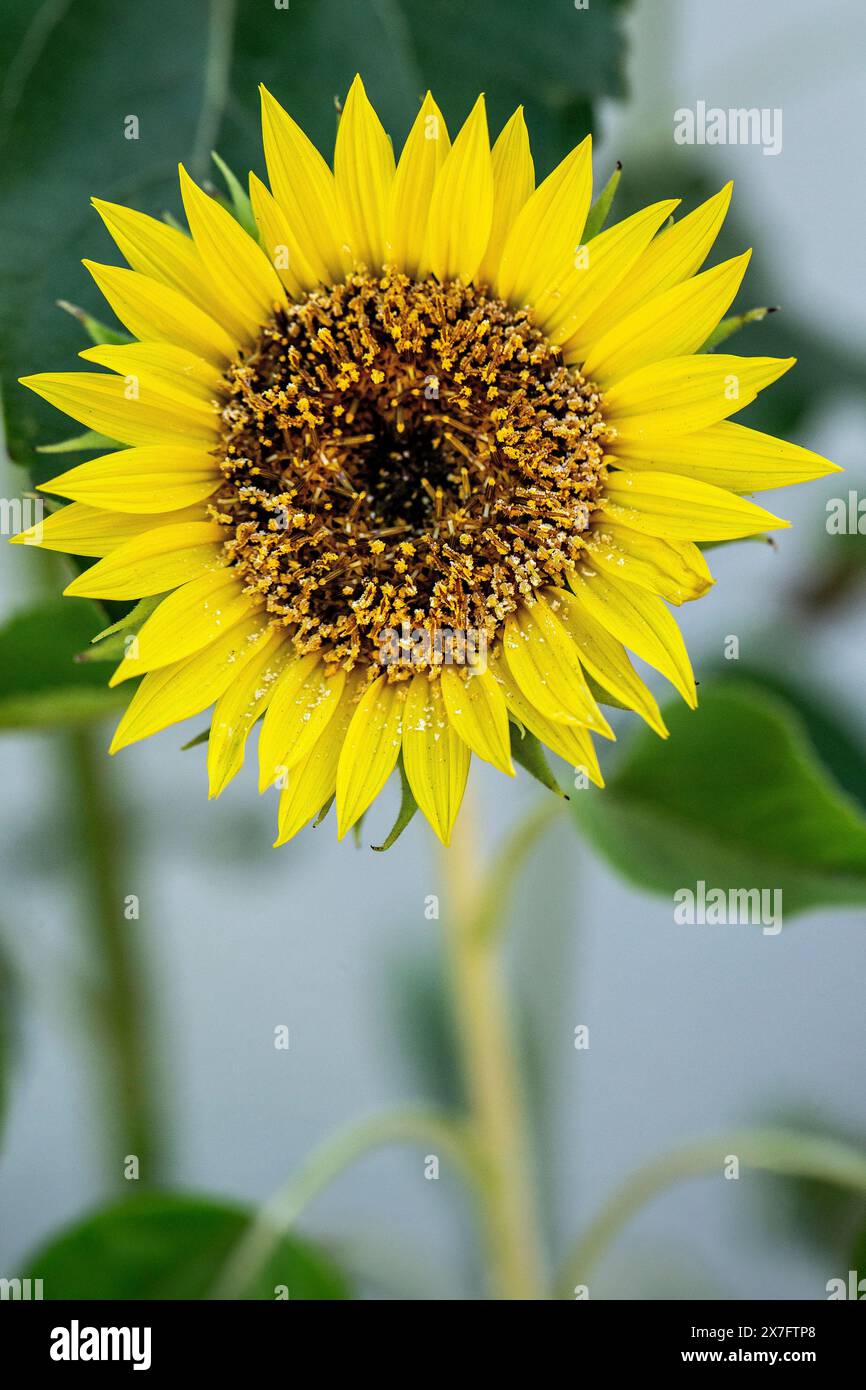 One bright yellow Sunflower head with a black and yellow centre against ...
