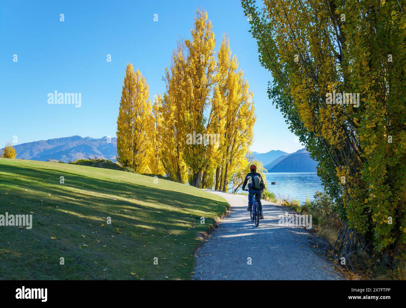 Tourist riding the bike on the Millennium track along the Wanaka ...