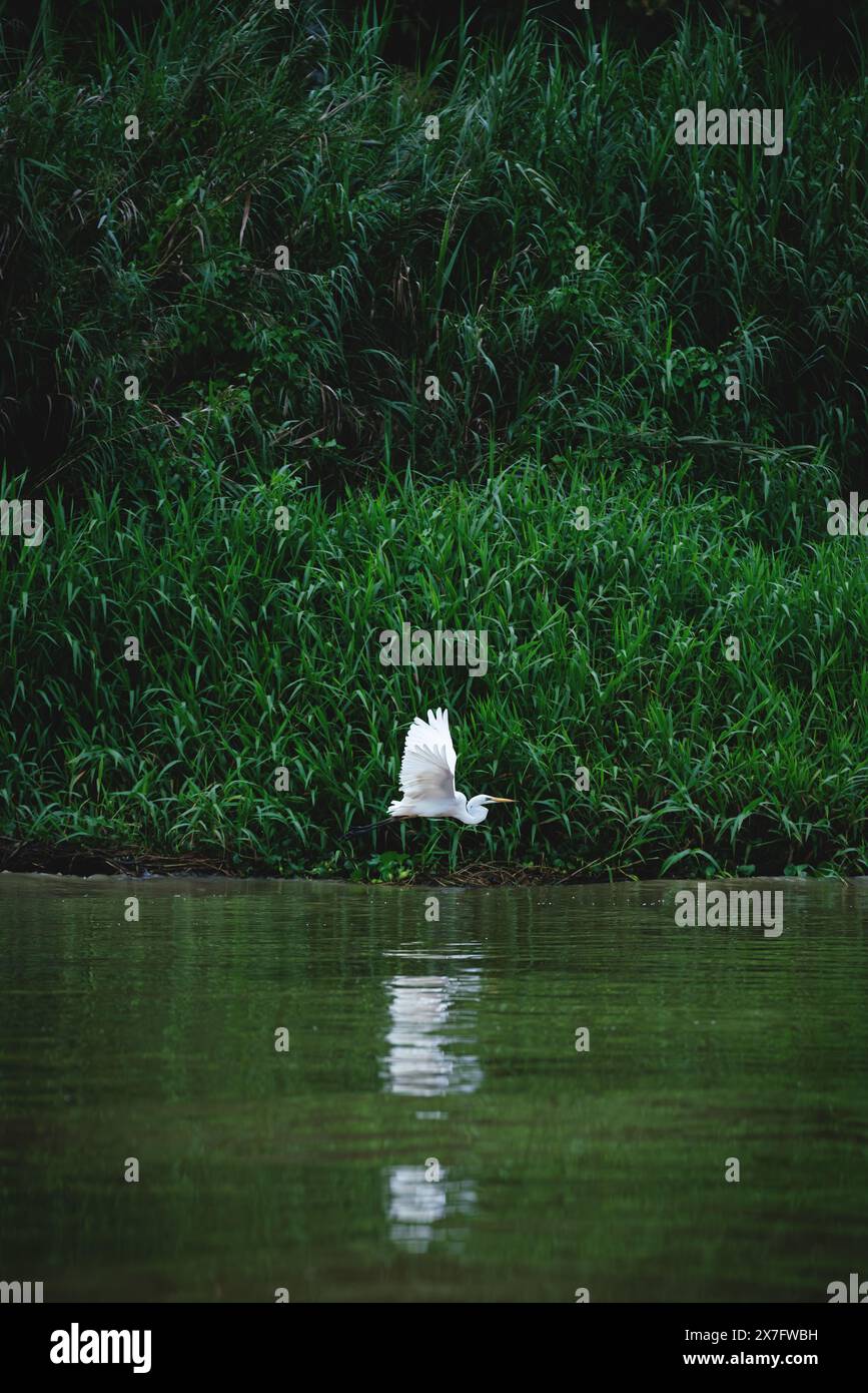 Eastern Great Egret bird flying along the reed of the river ...