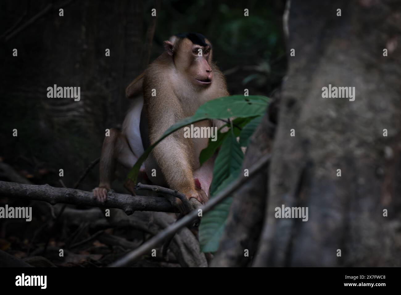 Male Short-tailed macaque in lush tropical forest, Sukau, Sabah, Borneo ...