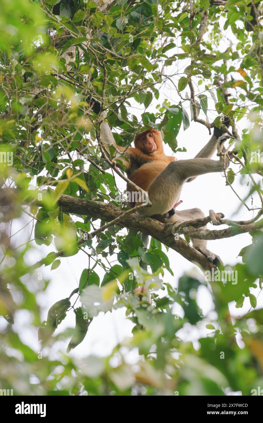 Proboscis Monkey or Long-Nosed Monkey, Nasalis larvatus, sitting on a ...