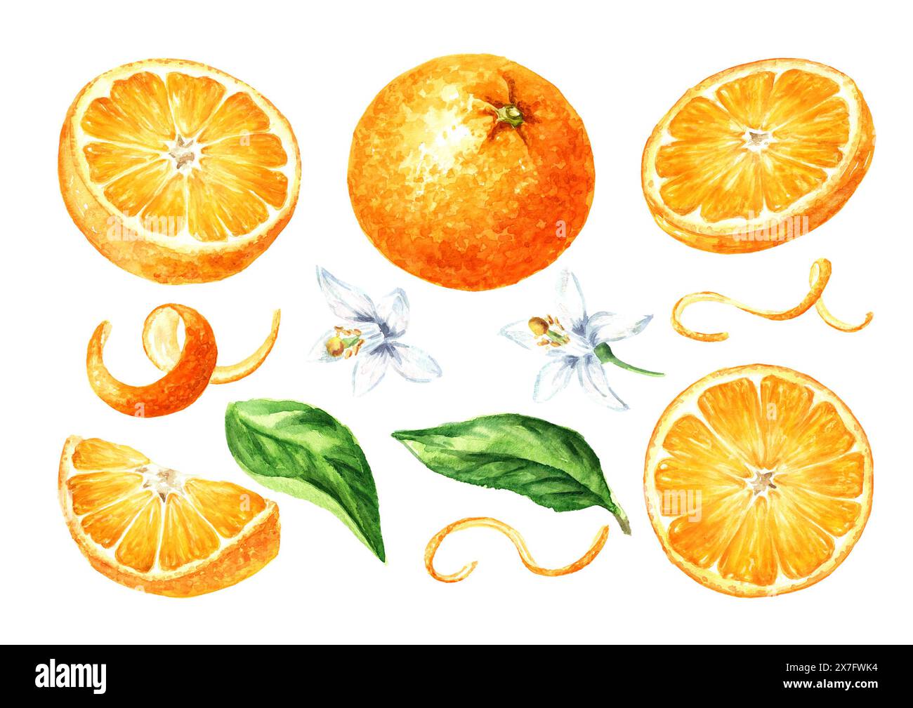 Fresh Orange fruit set, whole and slices, with zest and green leaves ...