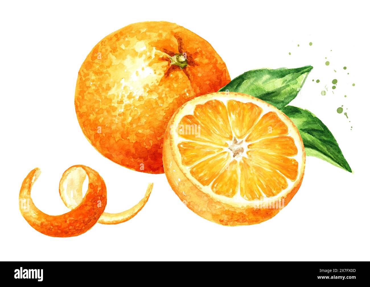 Fresh Orange fruit with zest and green leaves. Hand drawn watercolor ...