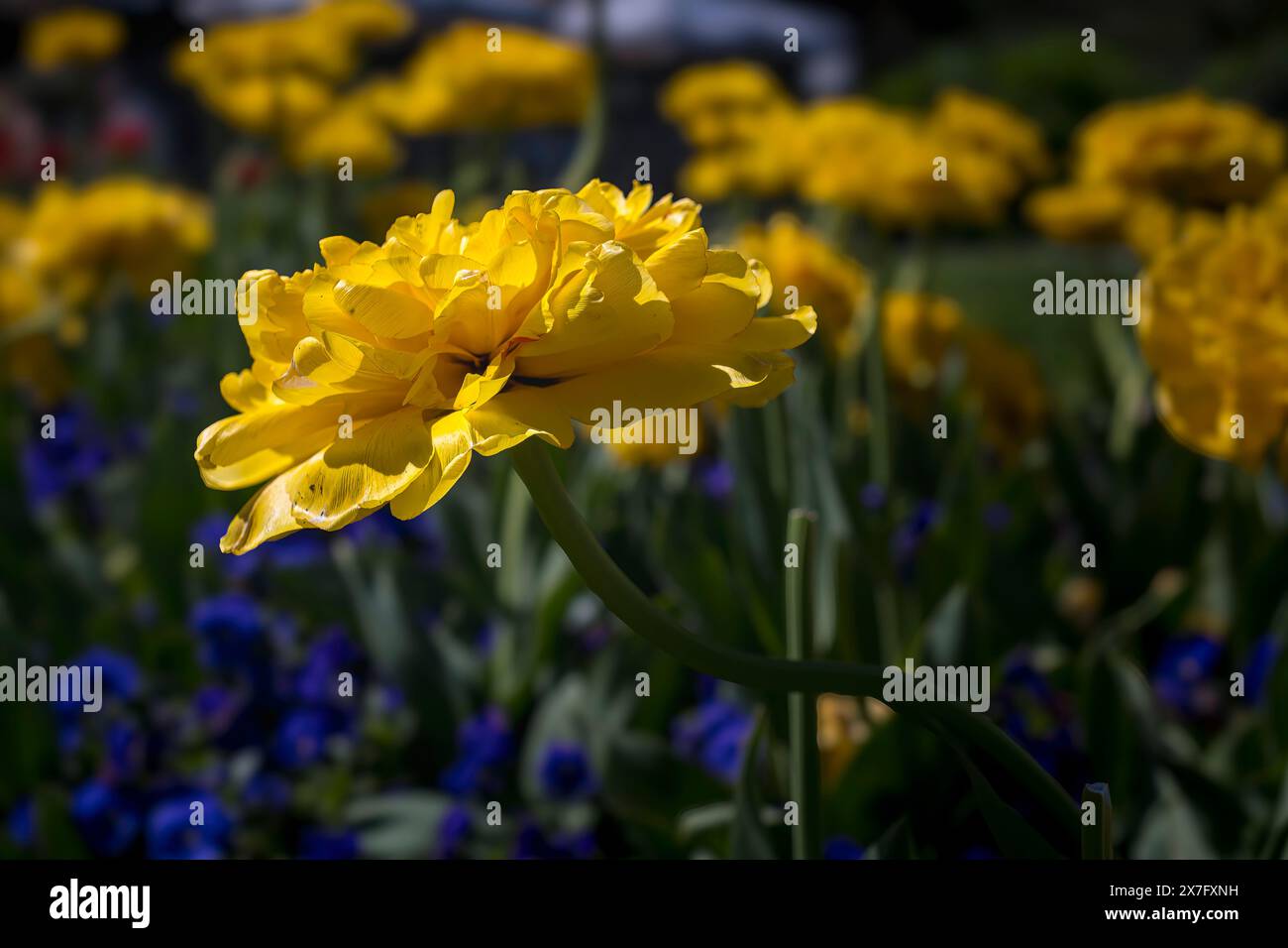 Giant yellow tulip flower in spring Stock Photo - Alamy