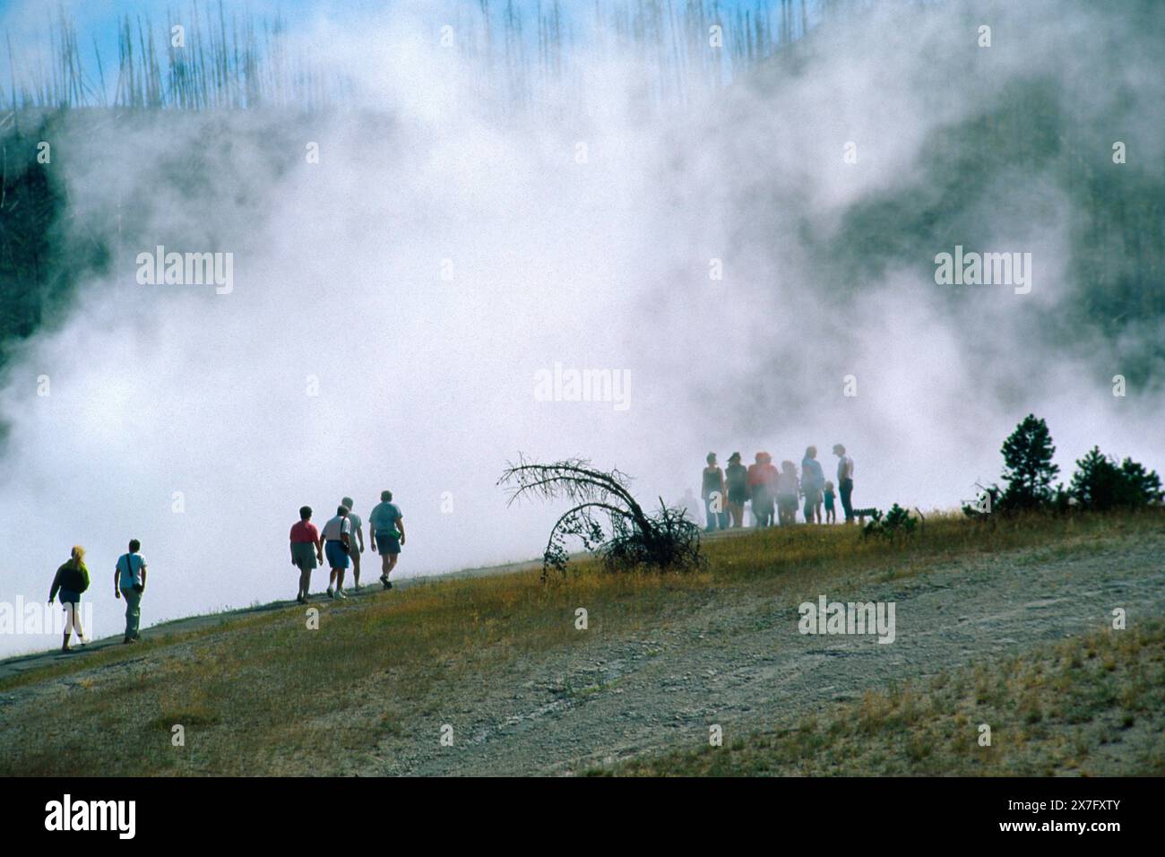 USA, Wyoming,Yellowstone National Park, Geothermal Steam Rising Out ...