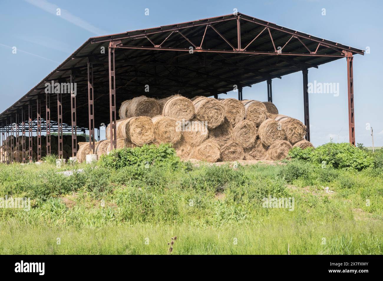 Hay storage for protection harvested bales in big farm in summer Stock ...