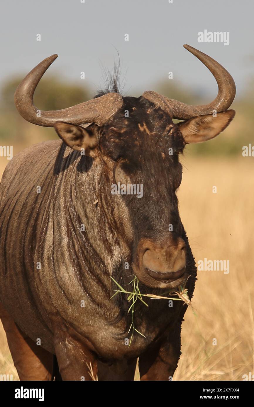 Streifengnu / Blue wildebeest / Connochaetes taurinus Stock Photo - Alamy