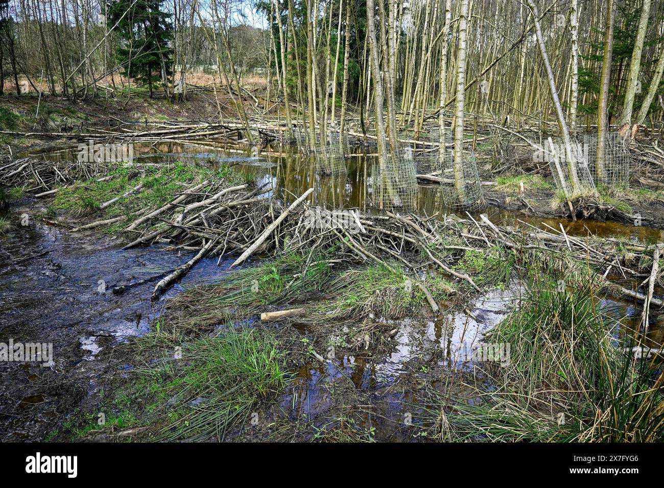 Beaver dams and activity at the beaver re;ease trial in Cropton forest ...
