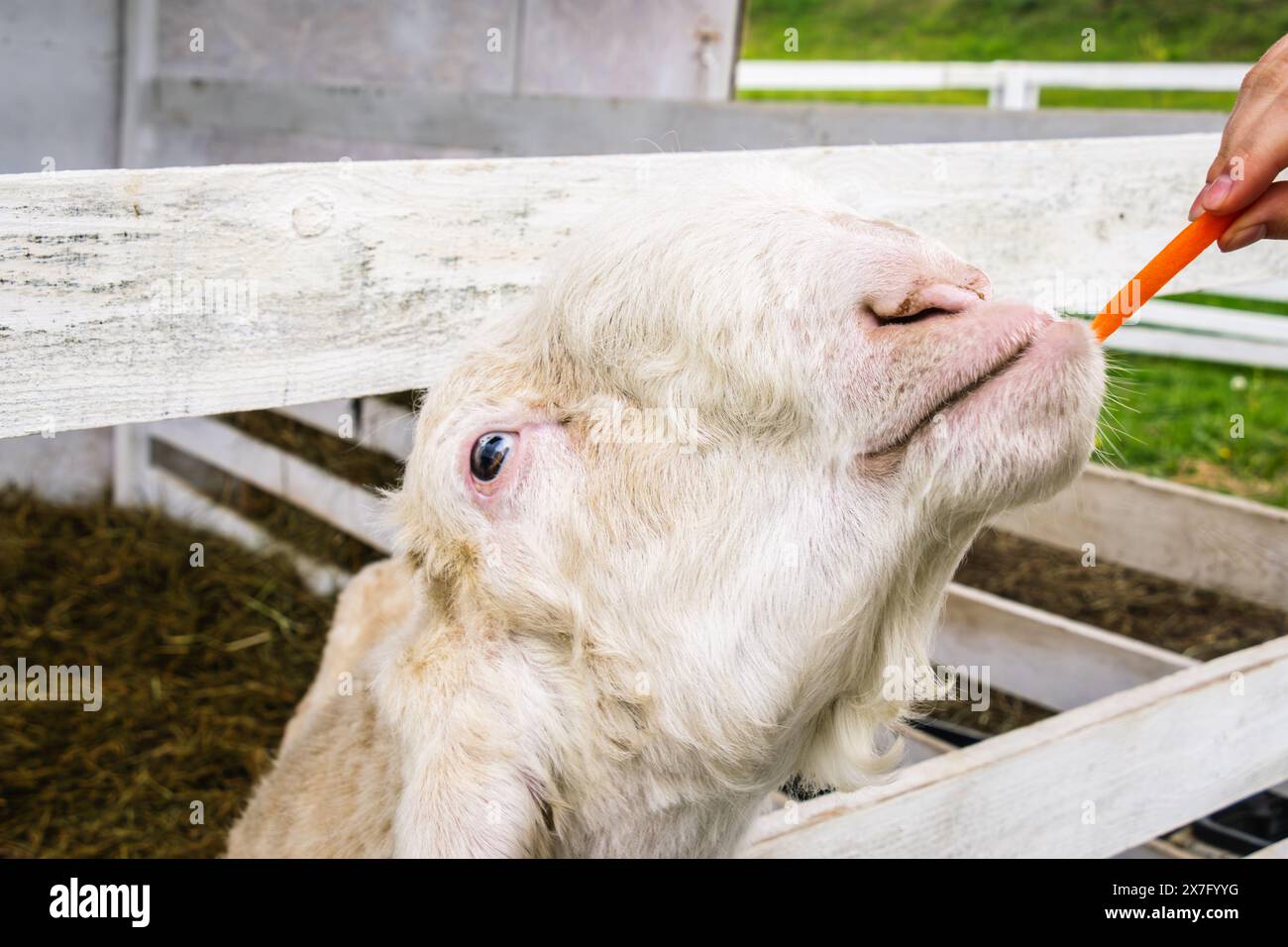 White Damascus goat eating a carrot from a hand near a wooden fence at ...