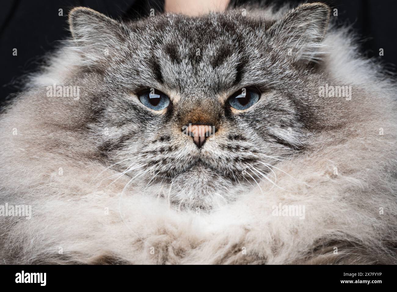 Portrait of male Neva Masquerade cat representing breed characteristics ...