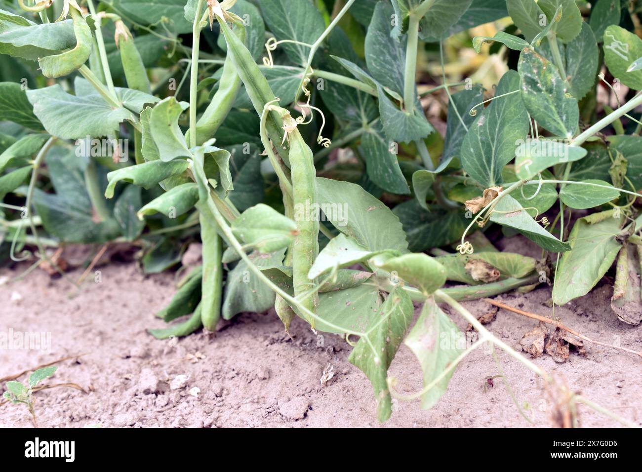 On a pea plantation, on the branches of pea bushes, pea pods ripen ...