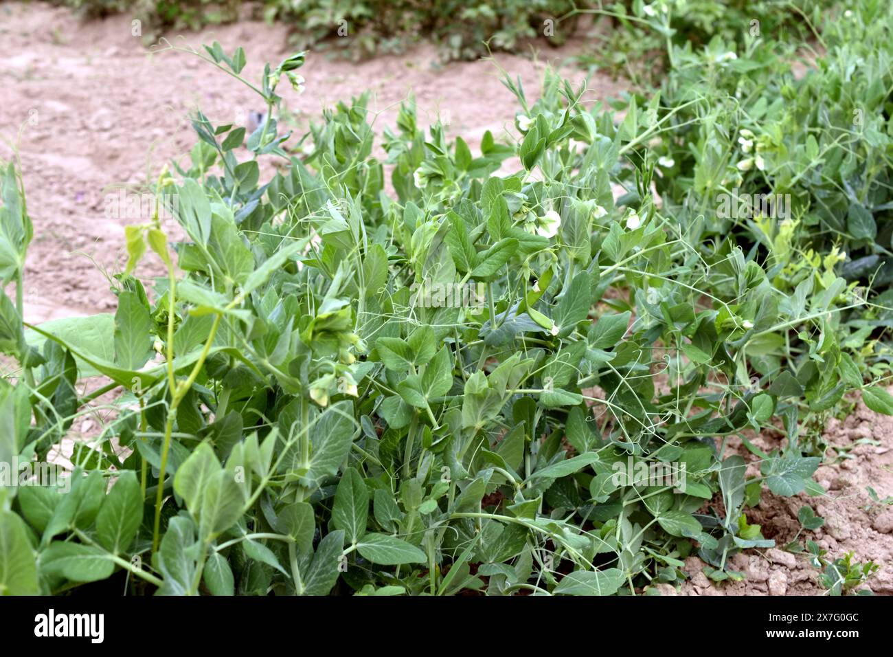 On the pea plantation, white flowers appeared on the branches of pea ...