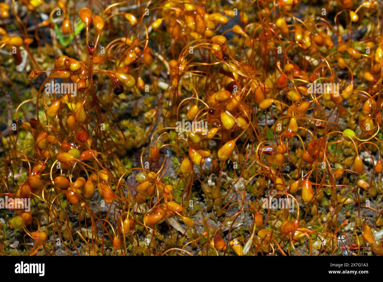 Funaria hygrometrica (Bonfire-moss) typically occurs in places where ...