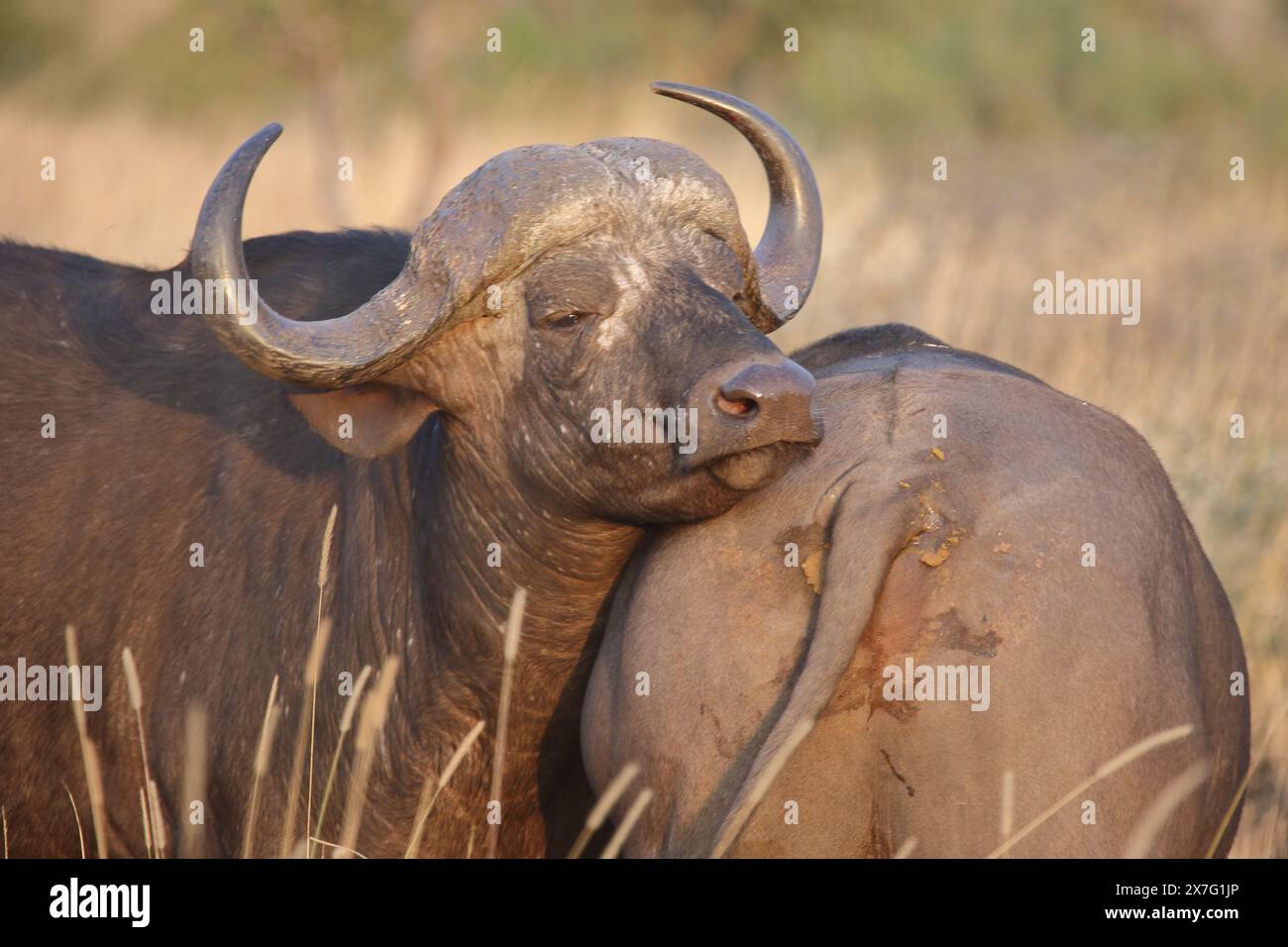 Kaffernbuffel buffel african buffalo hi-res stock photography and ...