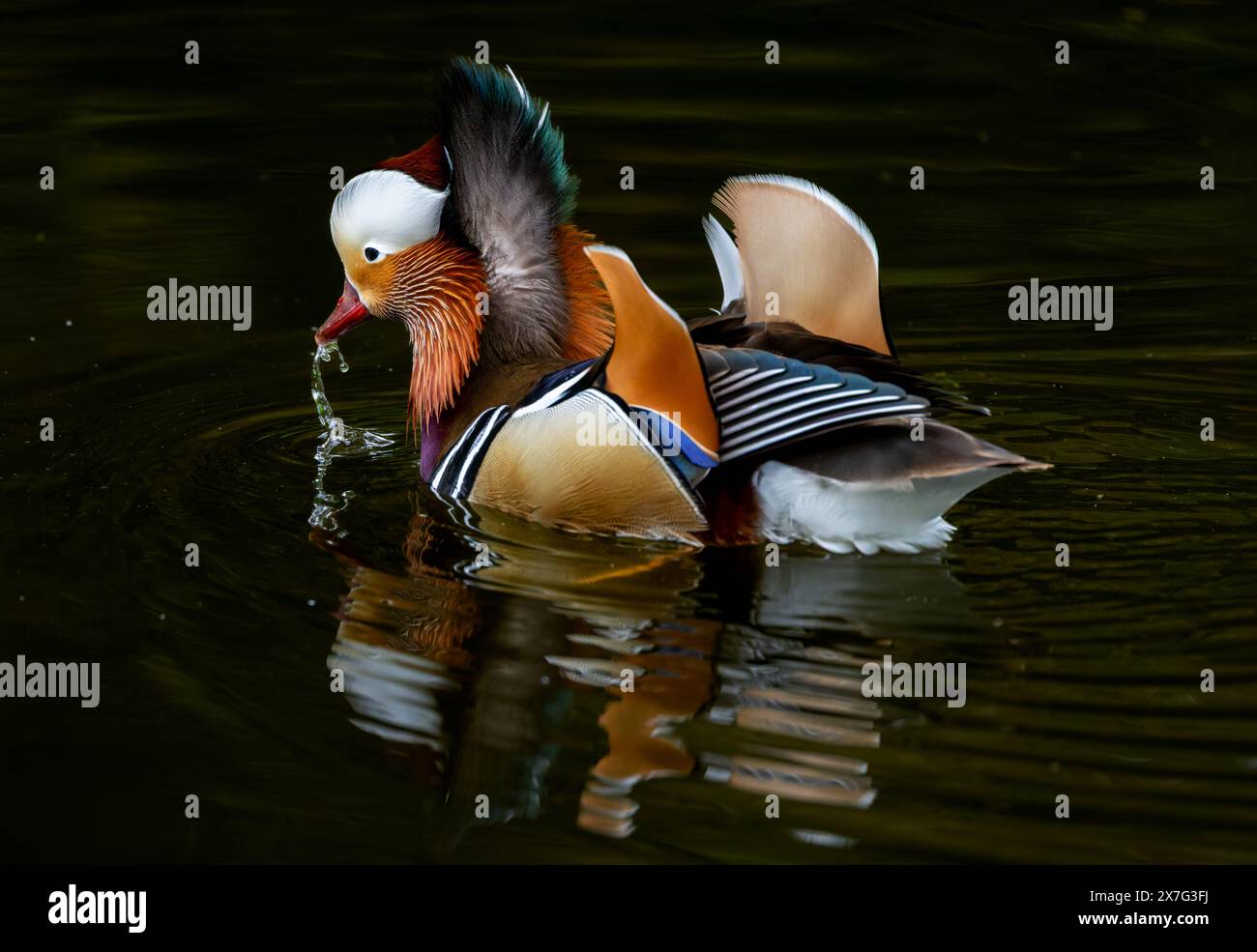 Mandarin duck "Aix galericulata" dips its beak into dark pond water ...