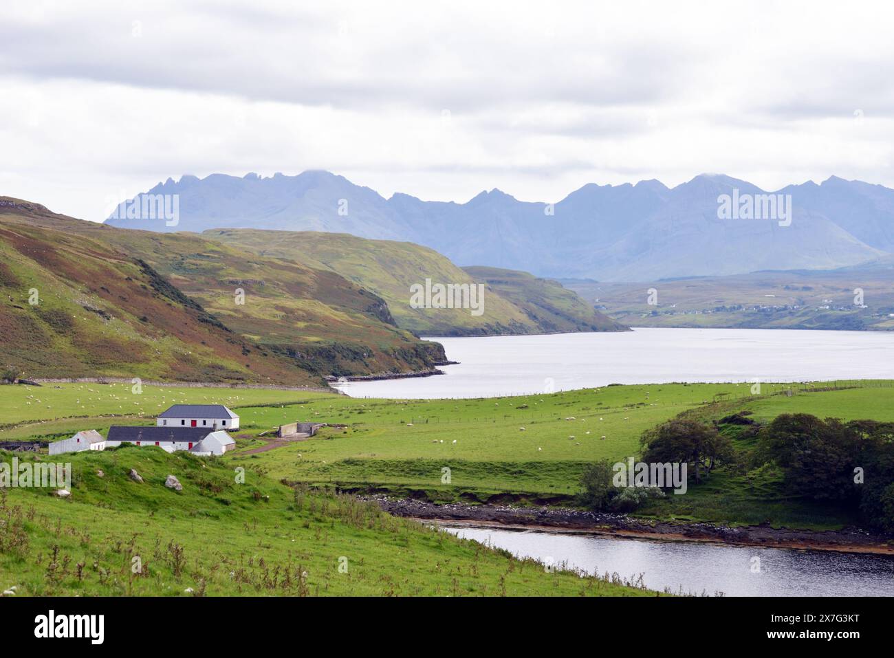 Sheep farming beside the shore Stock Photo - Alamy