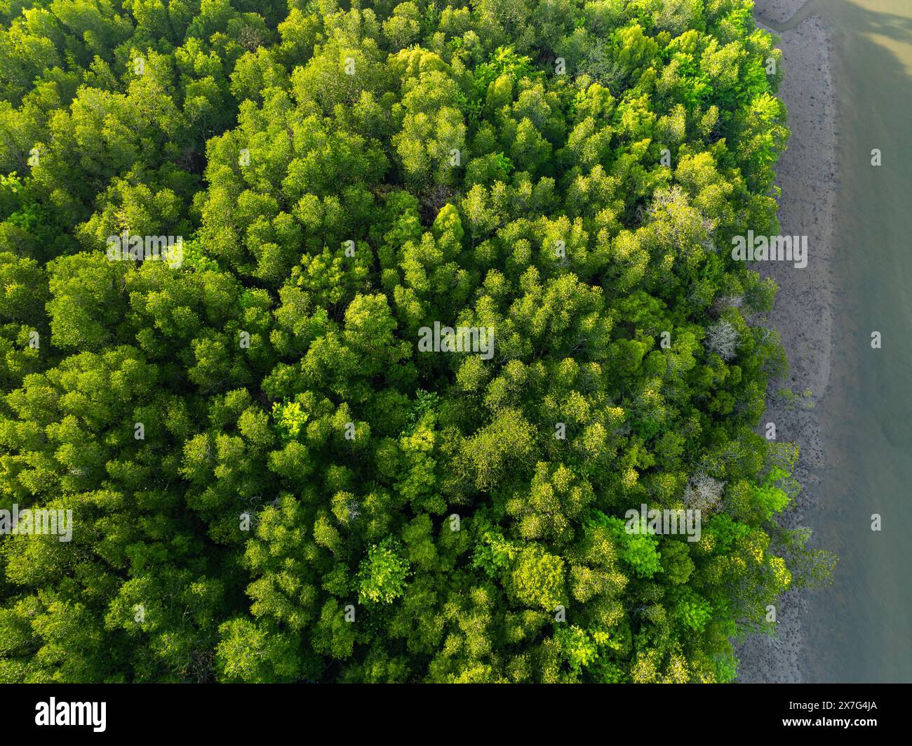 Amazing abundant mangrove forest, Aerial view of forest trees ...