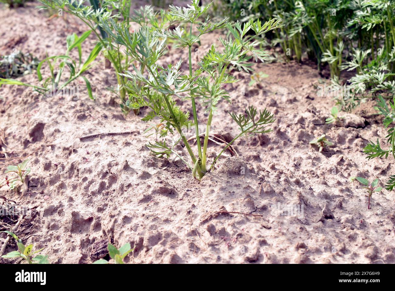 A close-up view of the first carrot leaves breaking through the soil ...