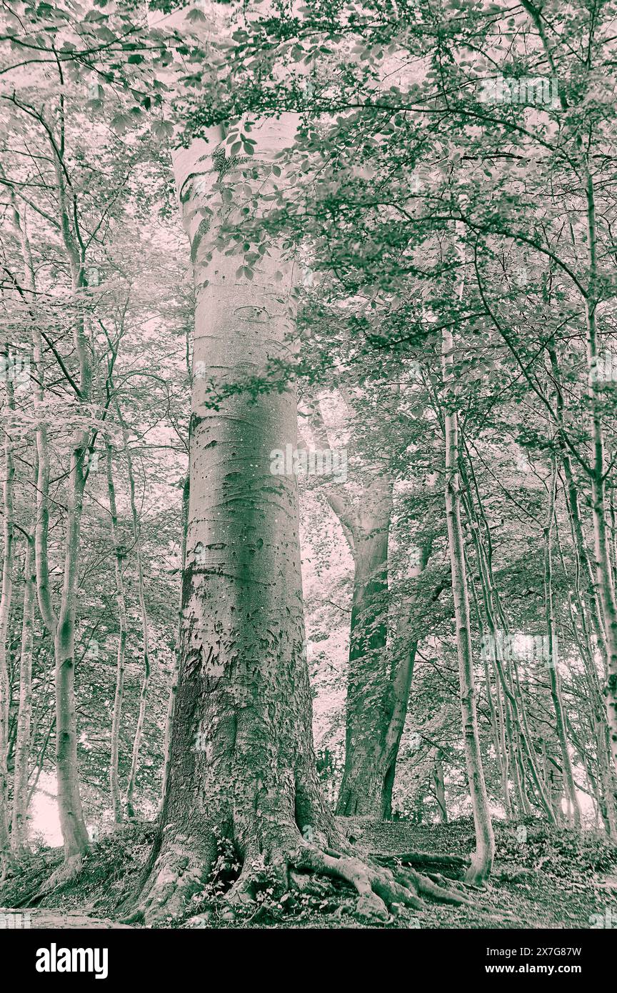 Monochrome woodland hi-res stock photography and images - Alamy
