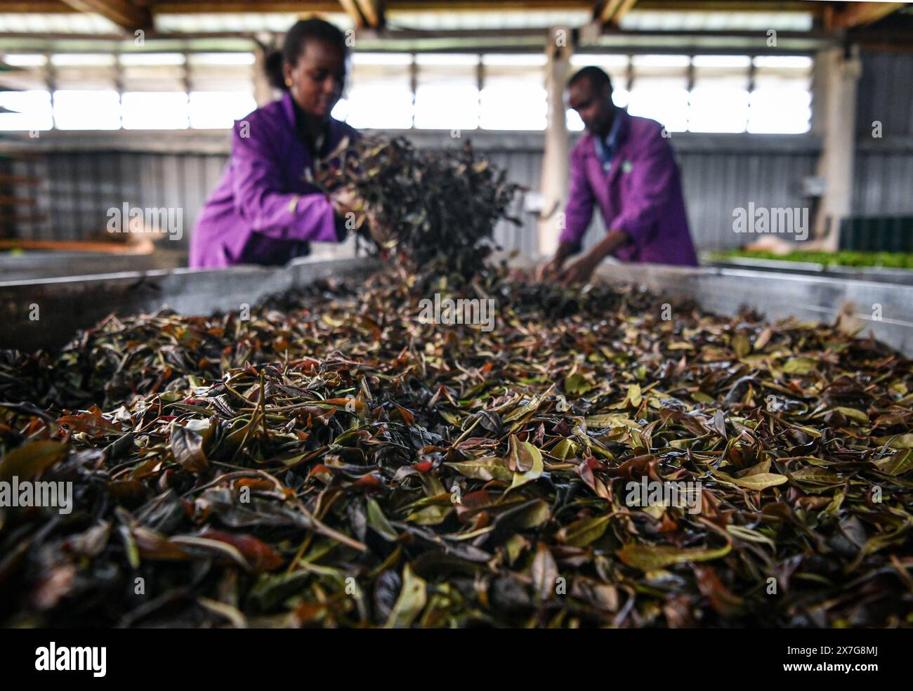Kenya, Kenya. 7th May, 2024. Workers process purple tea leaves at a ...