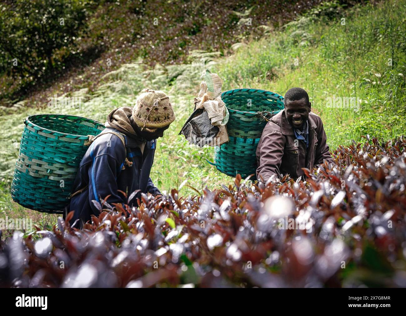 Kenya, Kenya. 7th May, 2024. Farmers pick purple tea leaves at a purple ...
