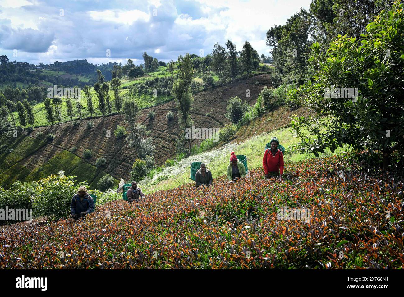 Kenya, Kenya. 7th May, 2024. Tea farmers pick purple tea leaves at a ...