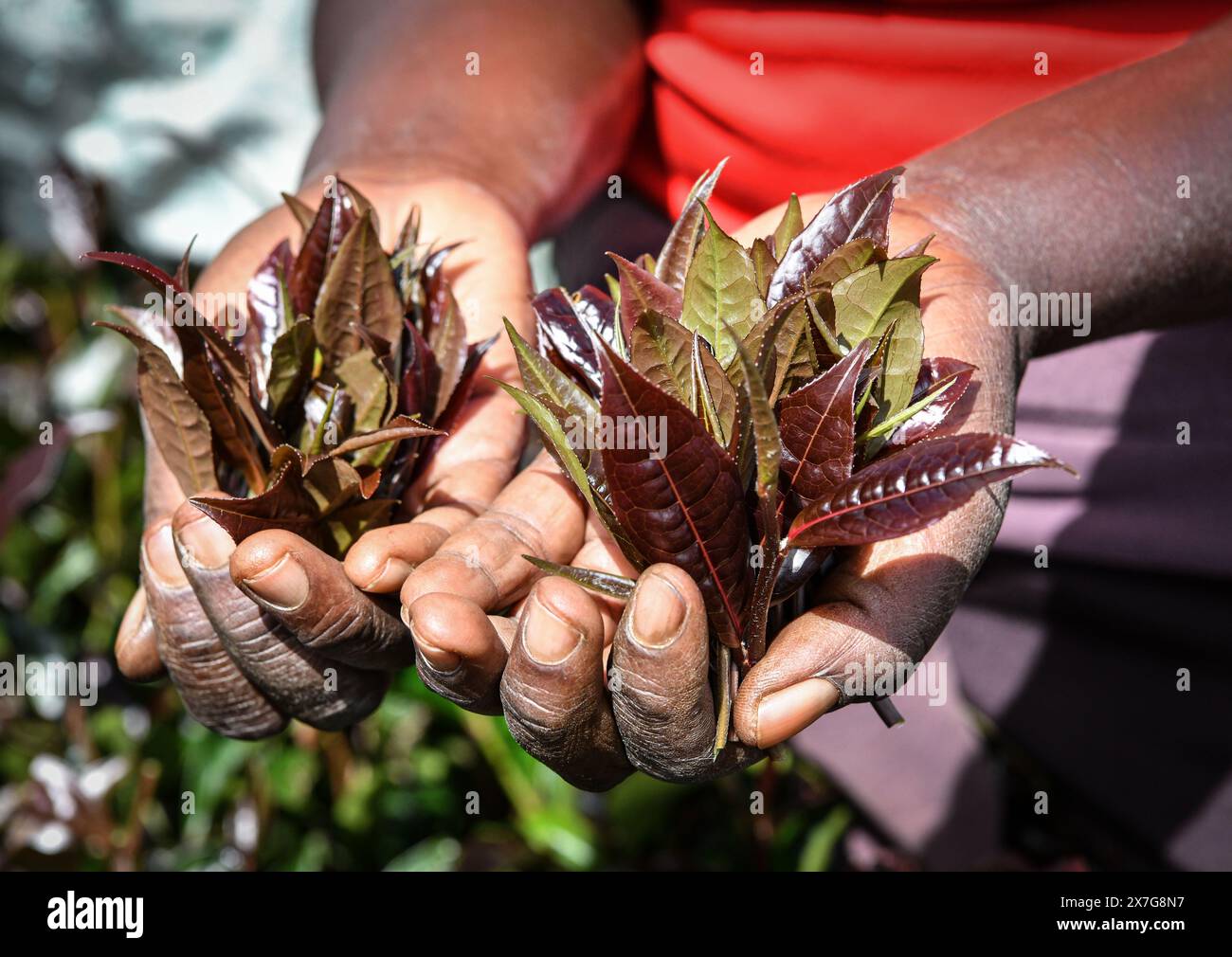 Kenya, Kenya. 6th May, 2024. A tea farmer shows the freshly picked ...