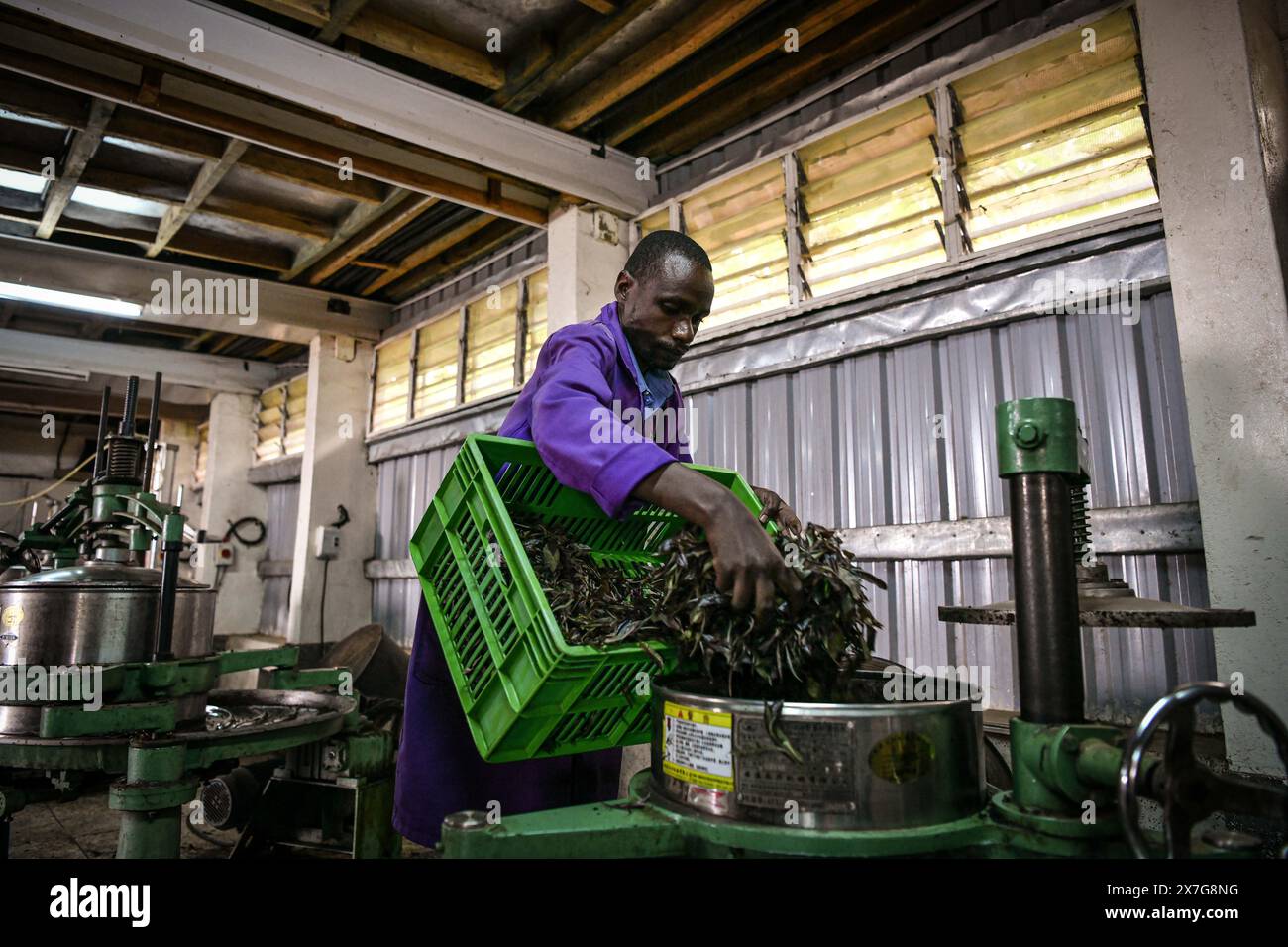 Kenya, Kenya. 7th May, 2024. A worker processes purple tea leaves at a ...