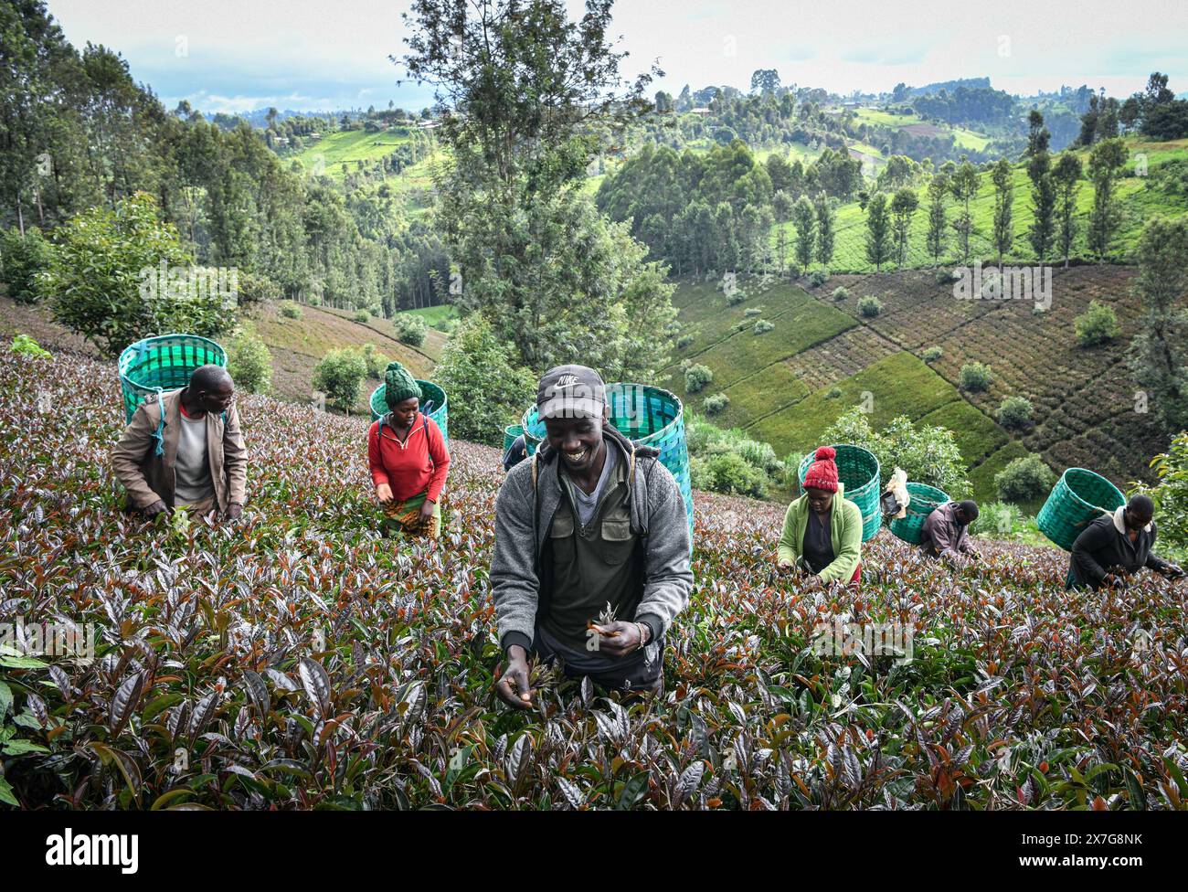 Kenya, Kenya. 7th May, 2024. Tea farmers pick purple tea leaves at a ...