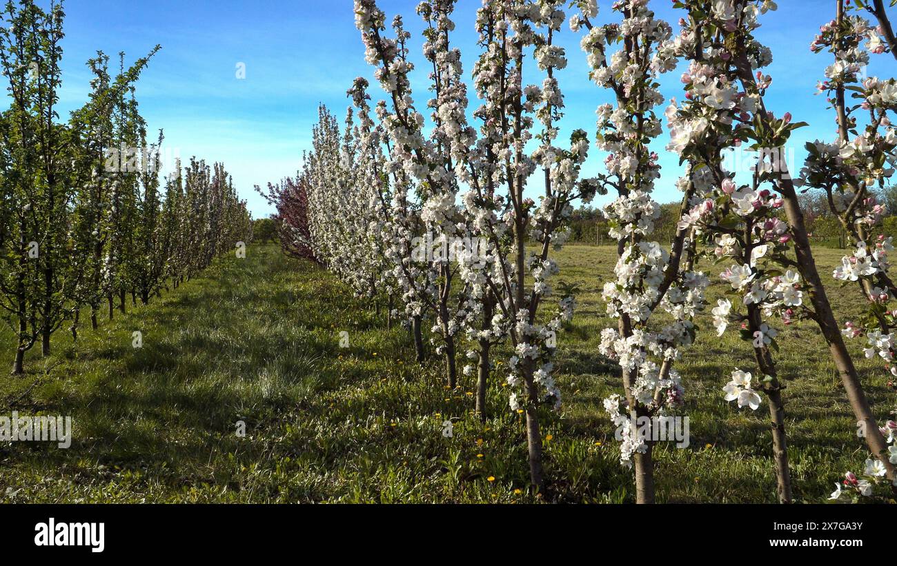 Landscape in perspective view of flowering colonial apple trees in an ...