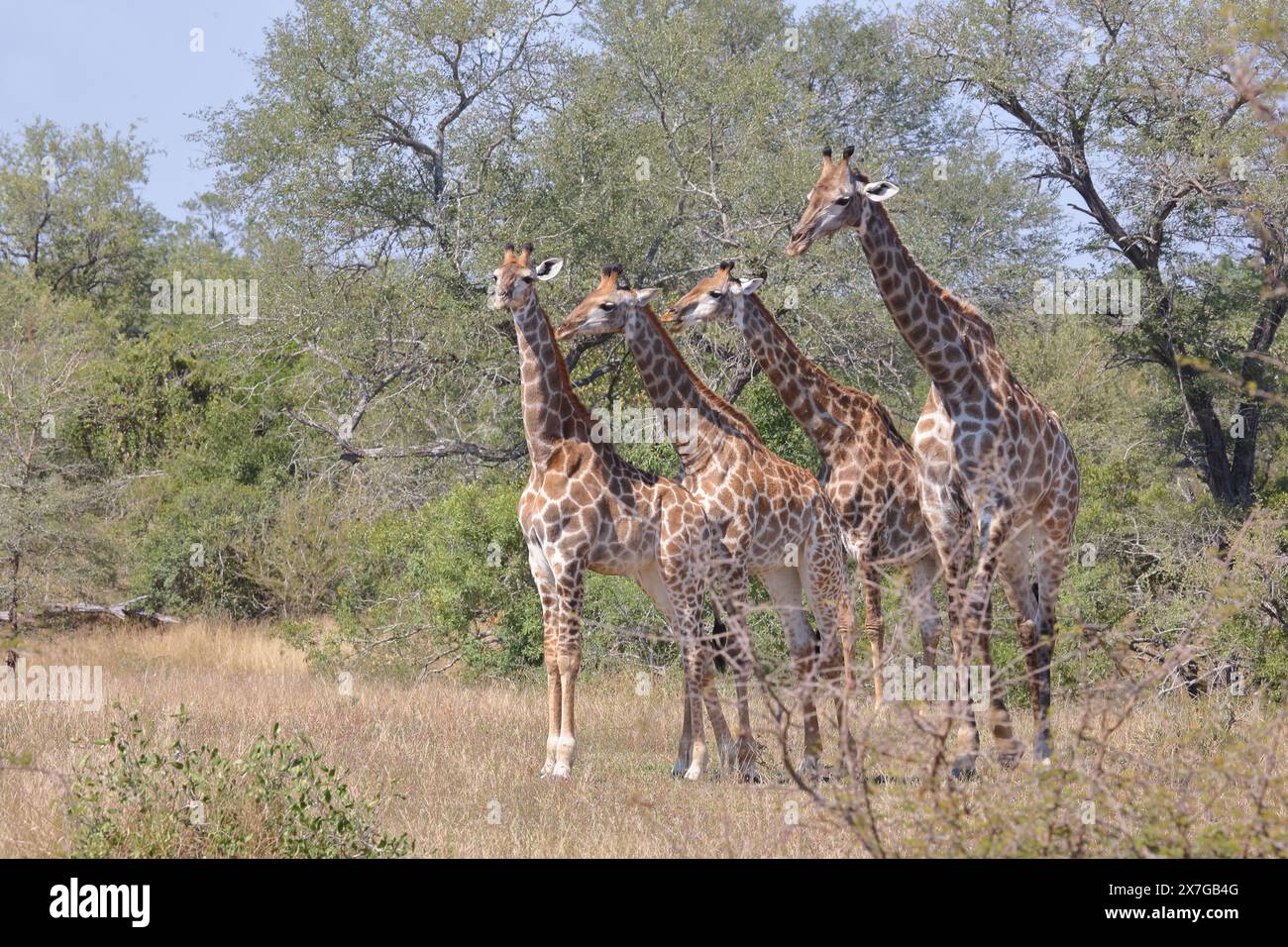Giraffe / Giraffe / Giraffa camelopardalis Stock Photo - Alamy