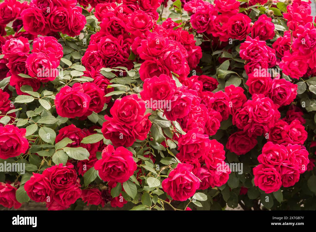 Multiflora rose (Rosa Paul's Scarlet Climber) closeup as floral ...