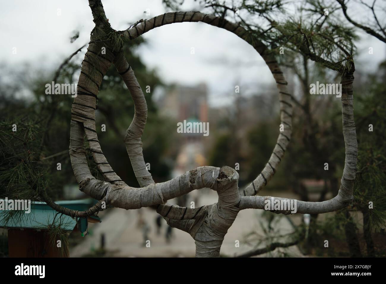 Curved tree branches forming a circular frame with a blurred background ...