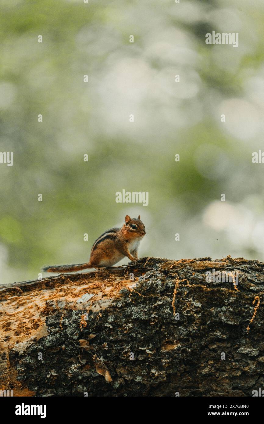 Chipmunk sitting on a log Stock Photo - Alamy