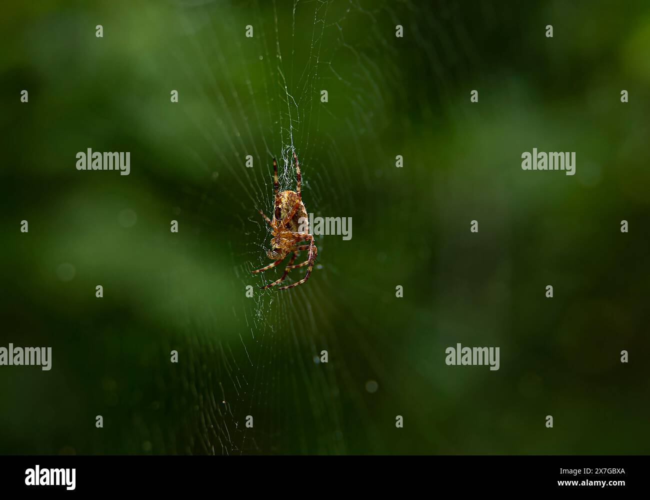 Spider climbing hi-res stock photography and images - Alamy