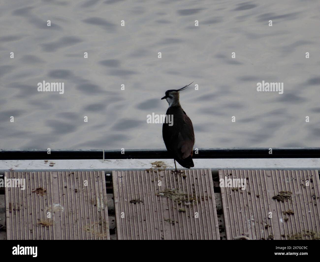 ...da steht der Kiebitz und kibitzt... Kiebitz steht auf Ponton am ...