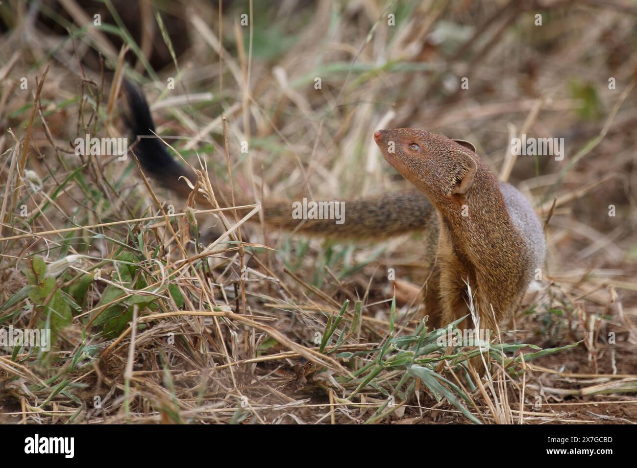 Schlankmanguste / Slender mongoose / Galerella sanguinea Stock Photo ...