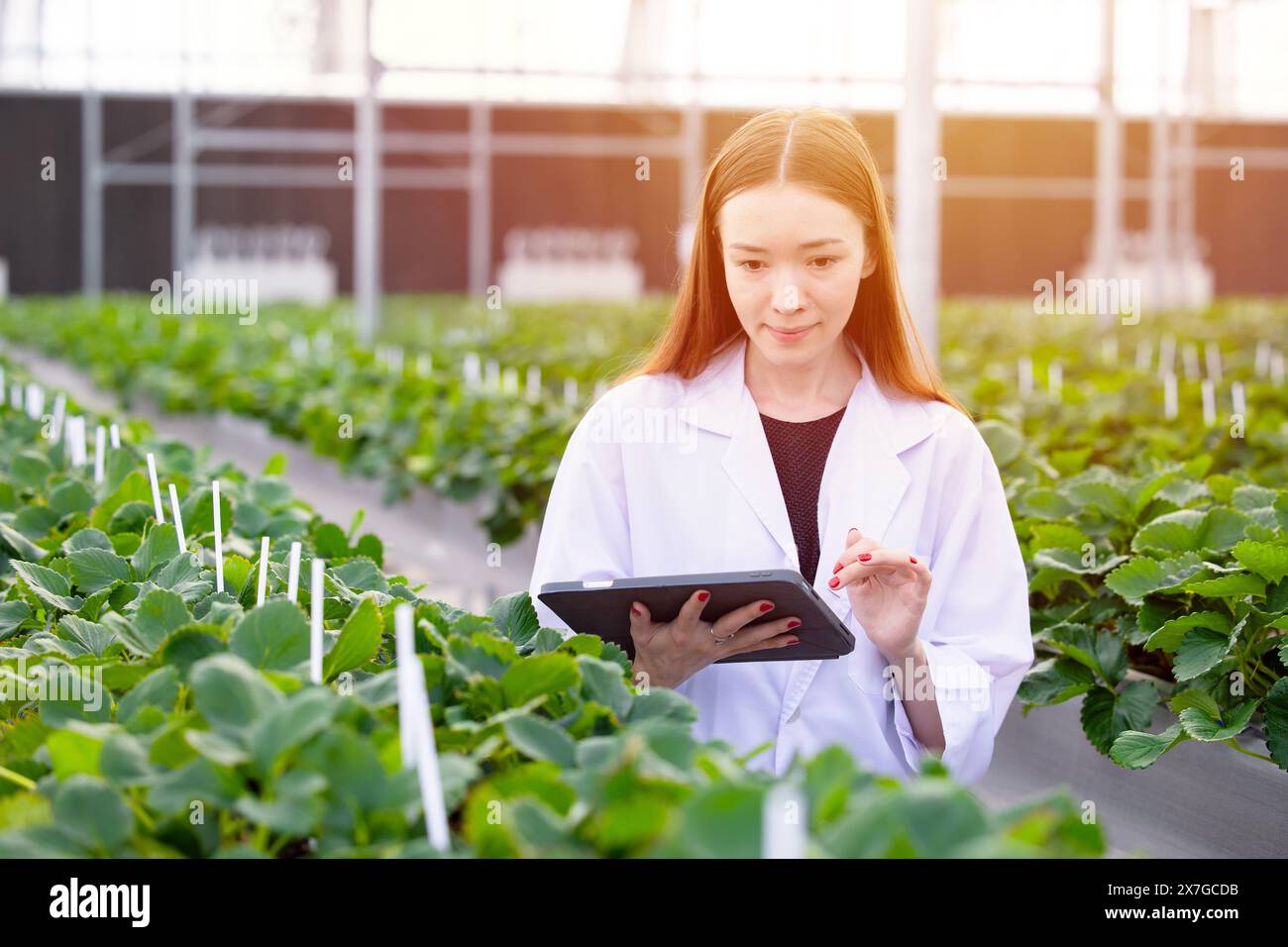 scientist agronomist working using tablet software smart farming digital technology at ...