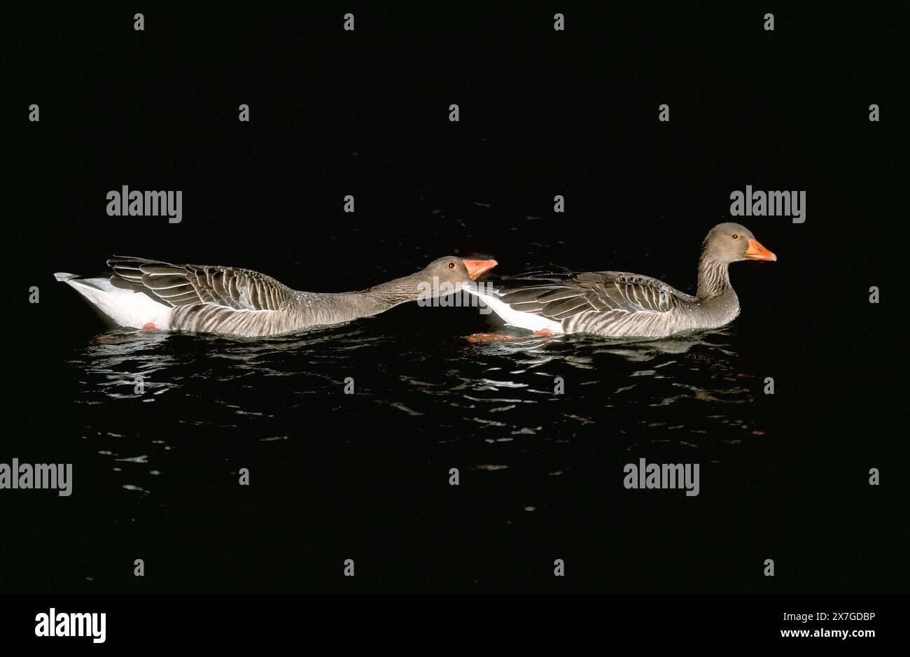 Wild Geese in water at night Stock Photo - Alamy