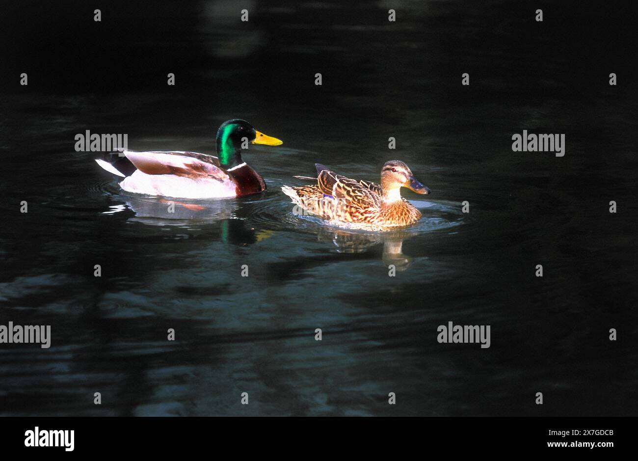 Duck water night hi-res stock photography and images - Alamy